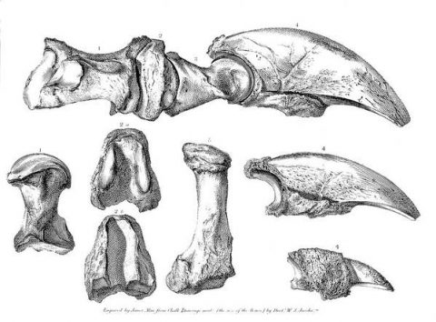 The Discovery of Sloths: Strange Animals in a Strange New Land - The ...