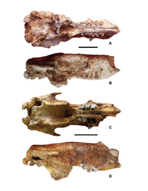 Botany and Bones in Brazil - The Mammoth Site